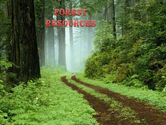 Forest Ecosystem | PPT
