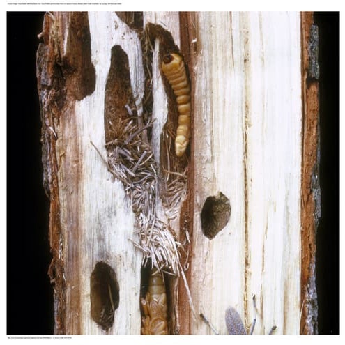Forestry images forest health, natural resources, fire, trees, wildlife ...