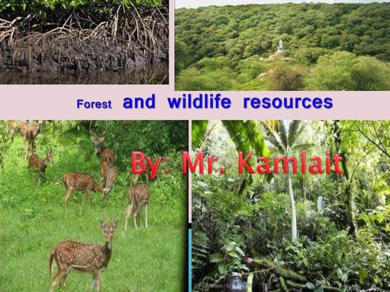 Forest classification | PPT