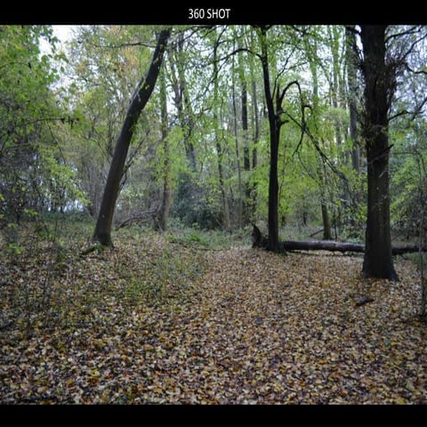 Forest walkthrough 2 | PPTX