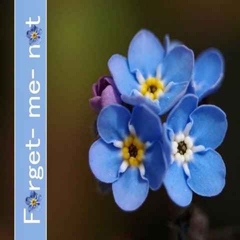 Forget me-not pdf | PDF