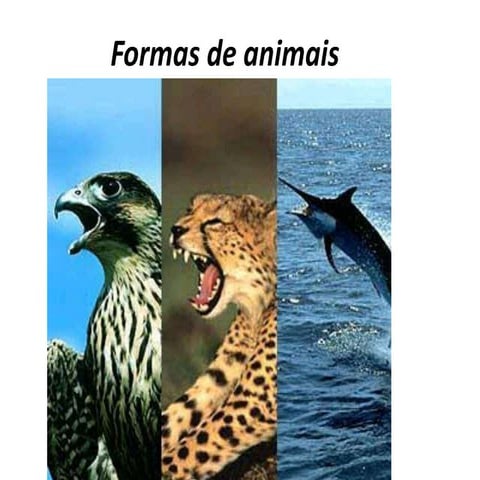 Forma Dos Animais E Simetria | PDF