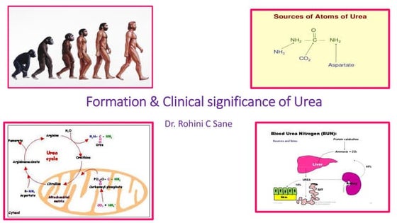 Measurment of GFR and Renal Plasma Flow | PPT