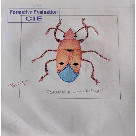 Zoology Formative Evaluation Dr.Kshirsagar | PDF