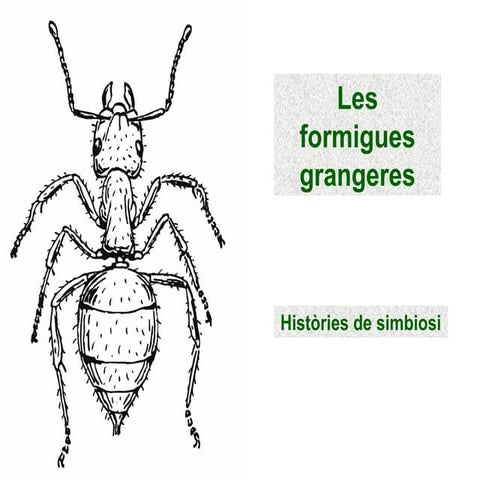 Formigues | PPT