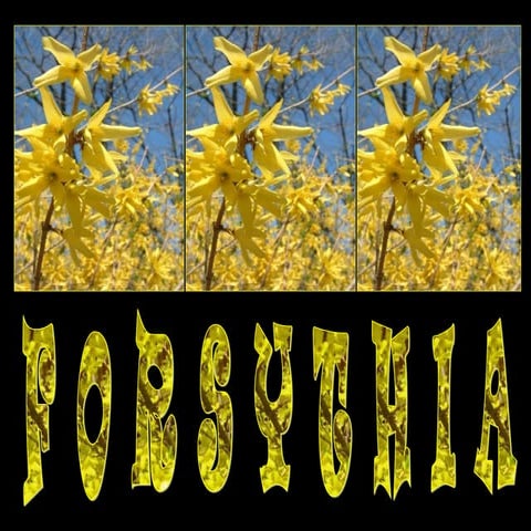 Forsythia | PPS