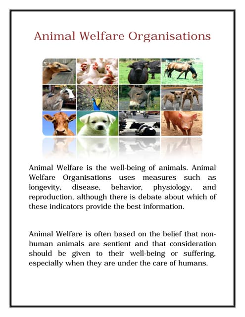 Animal welfare | PPTX | Veterinary Medicine | Pets