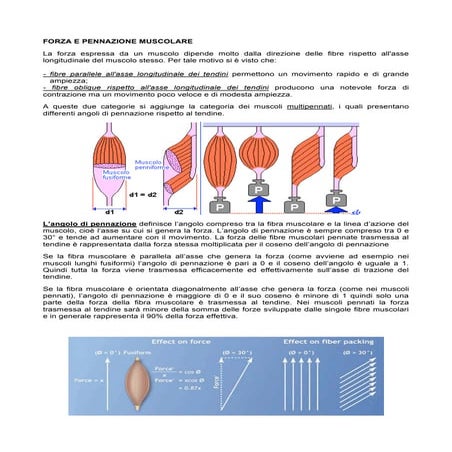 Forza muscolare | PDF