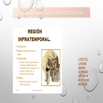 FOSA INFRATEMPORAL: TAMBIEN CONOCIDO COMO fosa cigomática | PPTX