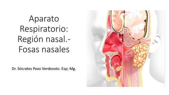 Anatomía de la Vejiga urinaria | PPT
