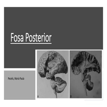 Anatomía De La Fosa Craneal Posterior TP5 L5.1 Cráneo