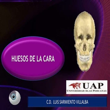 Musculos (Miembro Inferior) maniquí de anatomía 1 | PDF