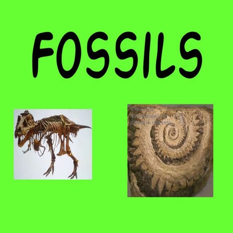 Fossils ppt | PPT