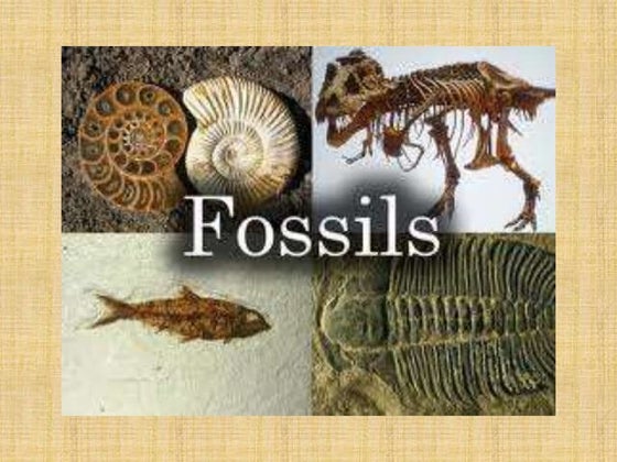 Types of fossils and uses | PPTX | Geology | Science