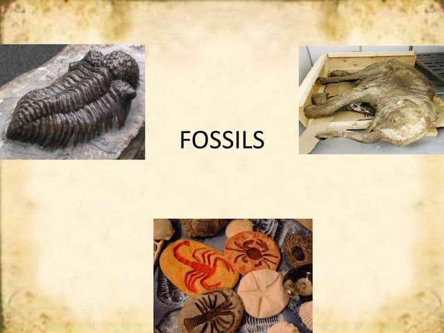 Fossils | PPT