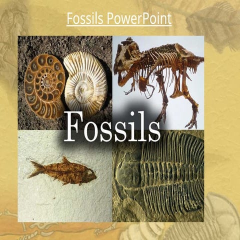 02 evidence of evolution fossils | PPTX