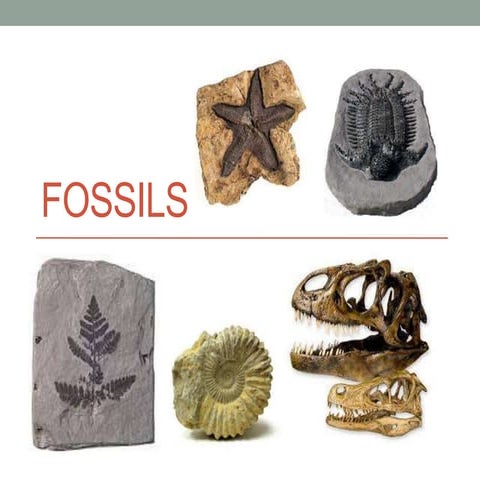 Fossils - fossil | PPT