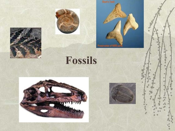 Types of fossils and uses | PPTX | Geology | Science