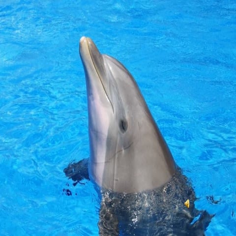 Fotos Dofins Cançó | PPT