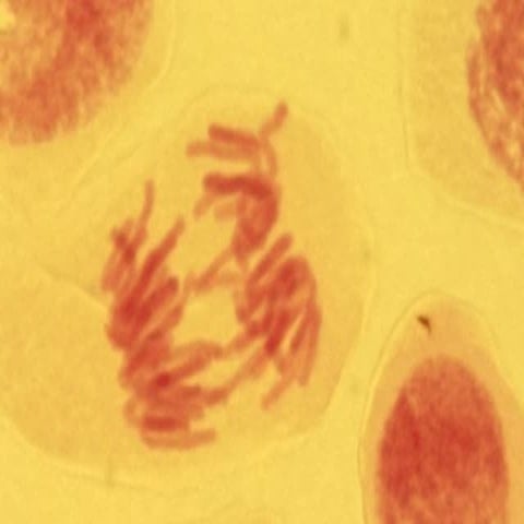 Mitosis Ppt