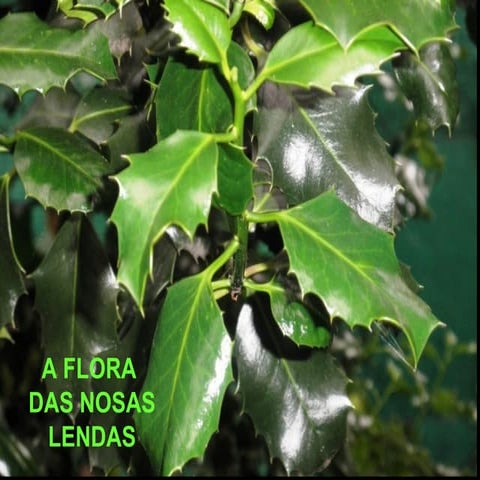 Fotos da nosa flora | PPT