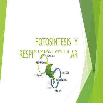 Fotosintesis y respiracion celular | PPTX