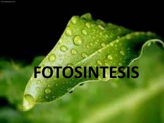 Morfistum Fotosintesis farmasi herbal.pptx