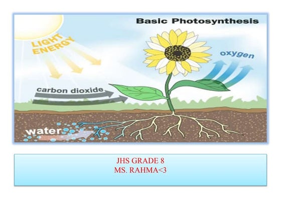 Detailed Photosynthesis Process Biology Photosynthesis Light And Dark