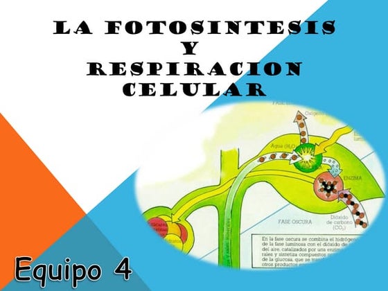 Diapositivas de la fotosintesis | PPT