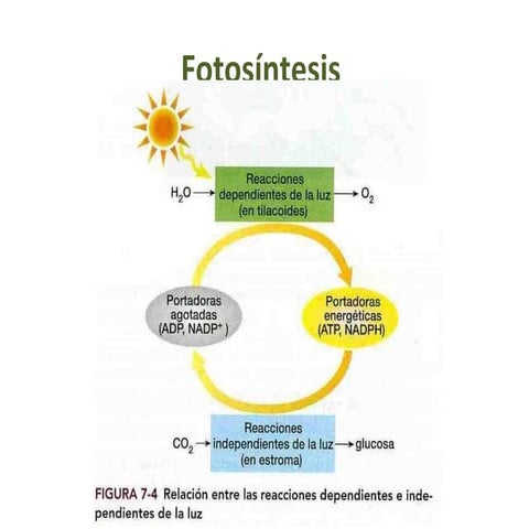 Fotosíntesis respiración | PPT