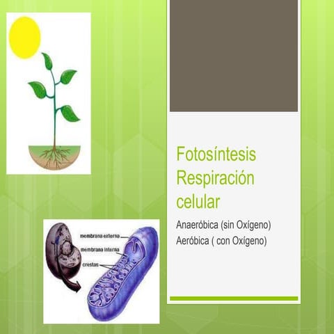 Fotosíntesis y respiración celular | PPTX