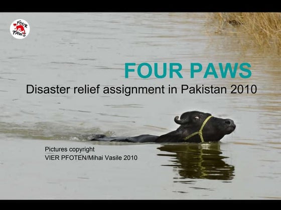 FOUR PAWS rescued Ukrainian brown bear Benya | PPT