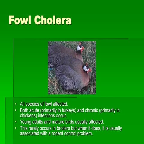 Fowl Cholera is acute infectious disease | PPT