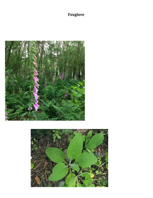 Herb Layer Medicinal Plants.pdf