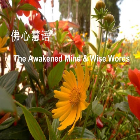 The Awakened Mind & Wise Words ( In Chi & Eng) | PPS