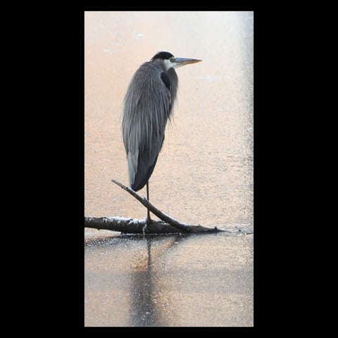 Fox slide show | PPT