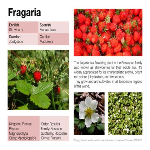 Fragaria | PPT