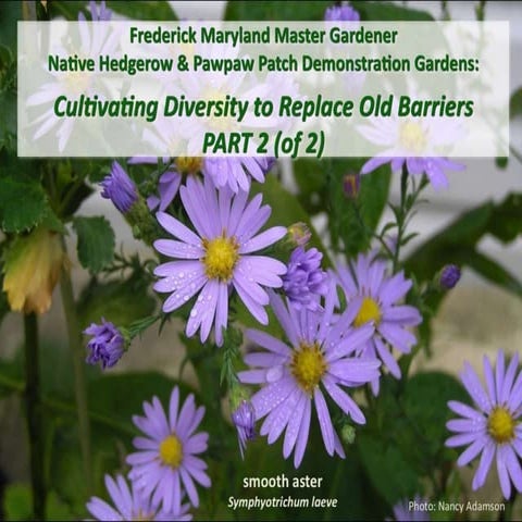 PART 2 (of 2) Frederick Maryland Master Gardener Hedgerow & Pawpaw ...