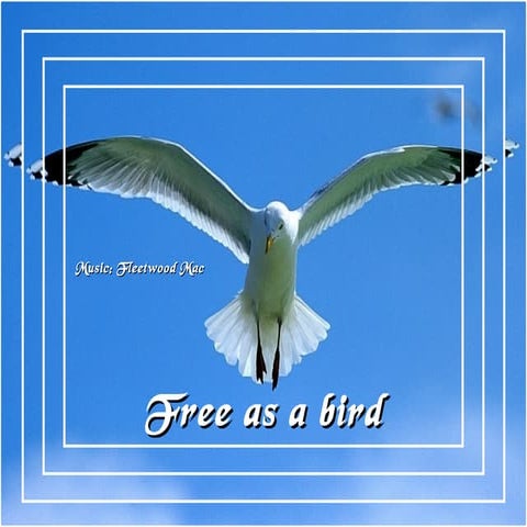 Freedom bird | PPT