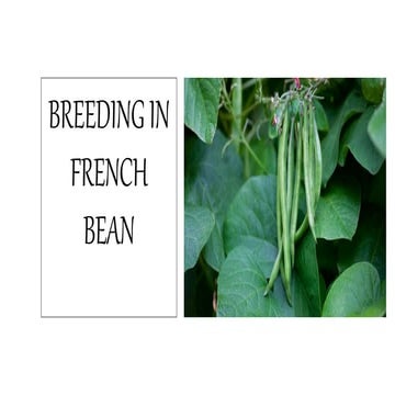french bean.pptx