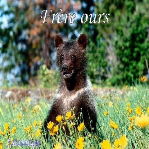 Frère Ours | PPS