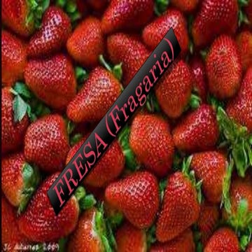 Fresa | PPTX