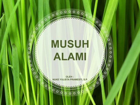 LEAFLET MUSUH ALAMI SEBAGAI PREDATOR PADA TANAMAN PADI | PPT