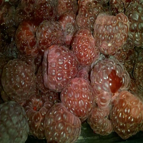 Fresh Produce | PDF