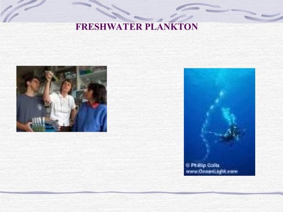 Plankton | PPT | Geography | Science