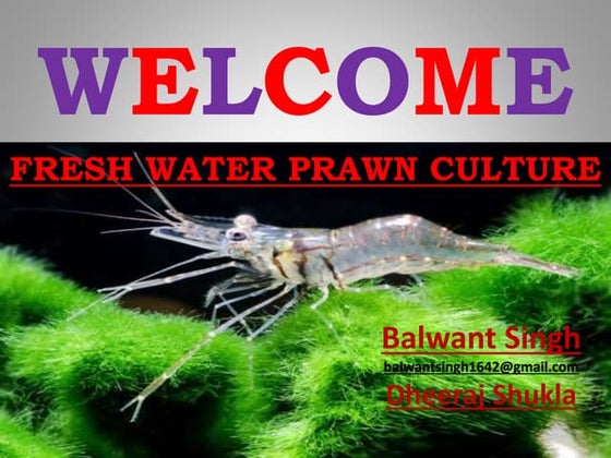 Semi intensive fish culture system | PPTX | Fish and Aquariums | Pets