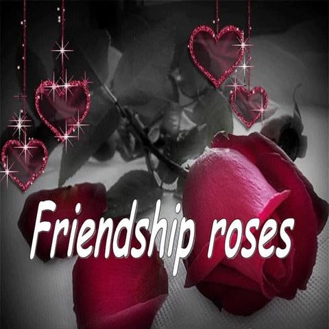 Friendship roses ildy | PPS