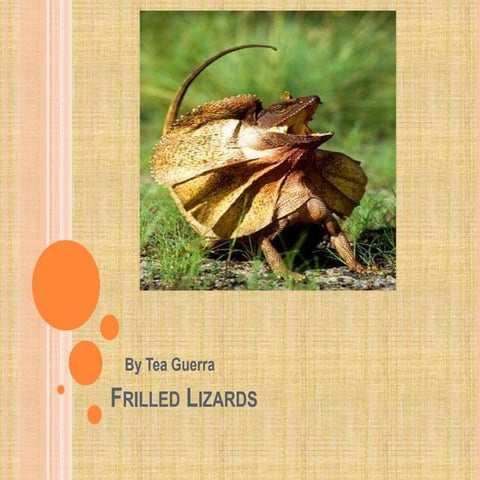 Frilled Lizards | PPTX
