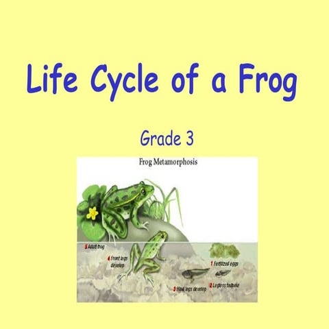 Frog cycle | PPT