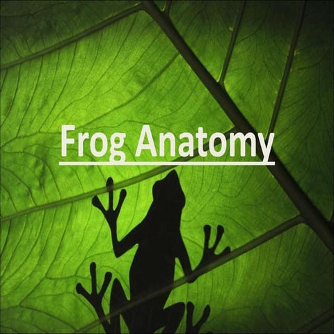 FROG ANATOMY.ppt